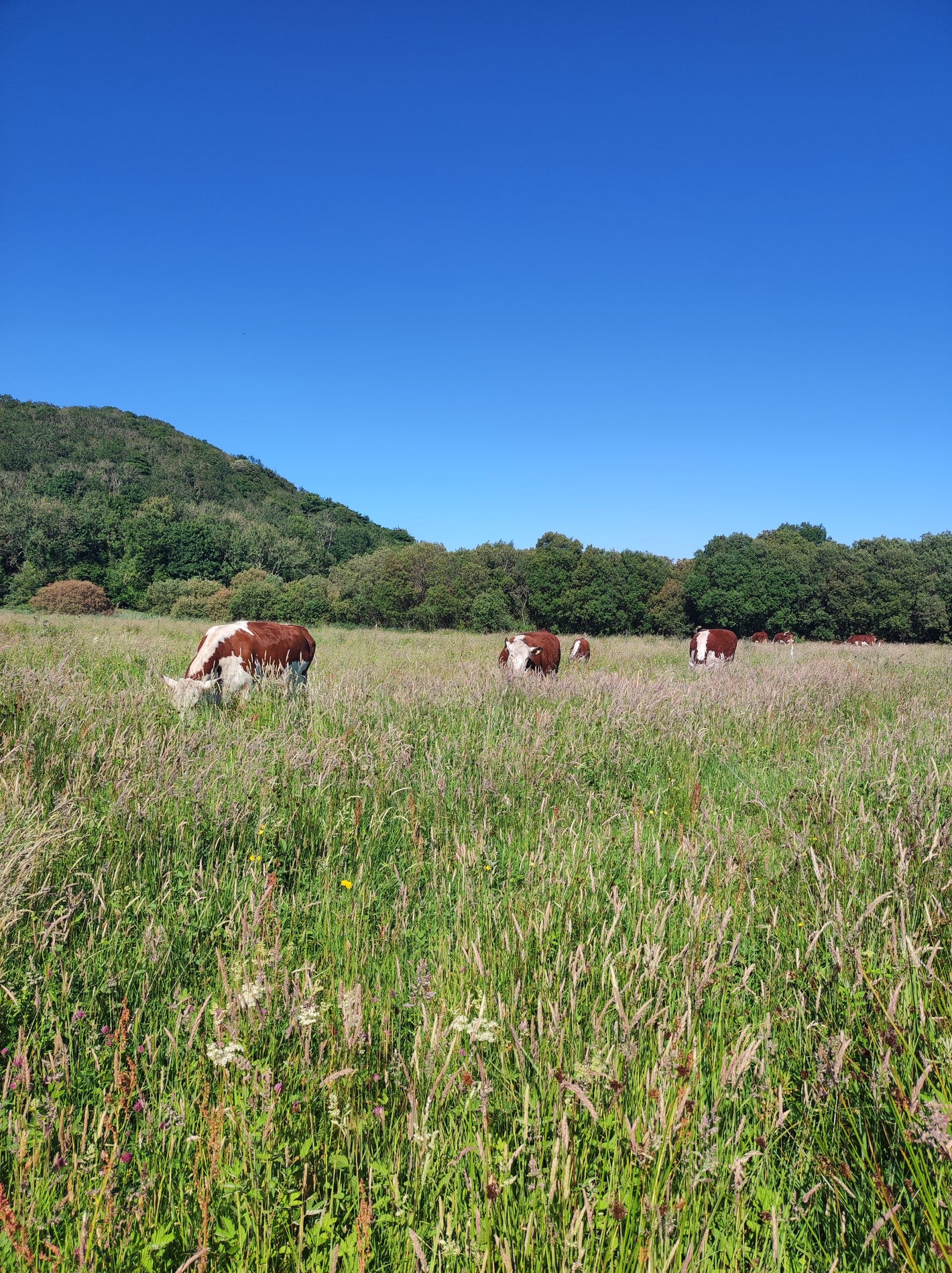 Media – Tory Hill House