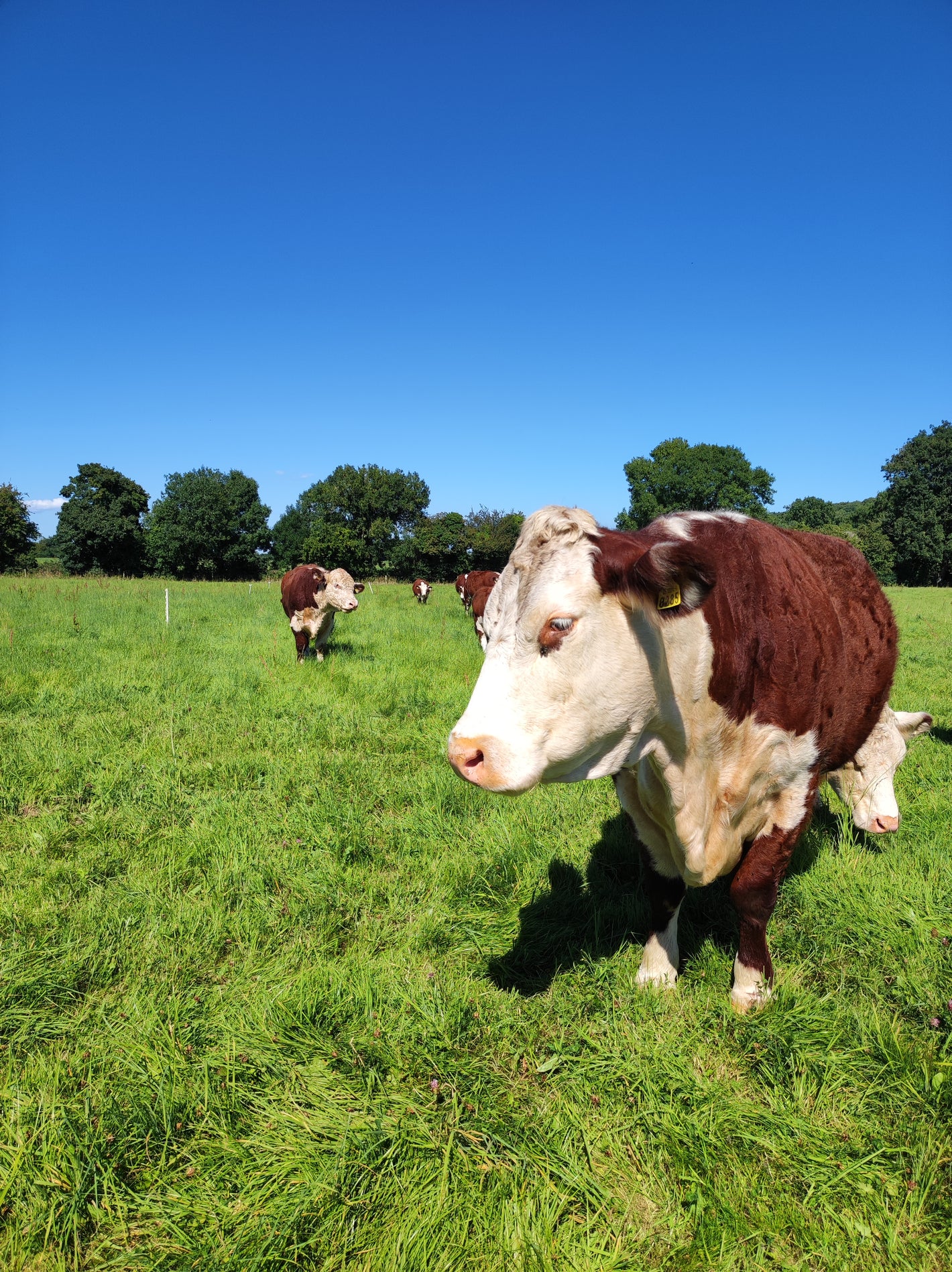 Farm shop & Stockists – Tory Hill House